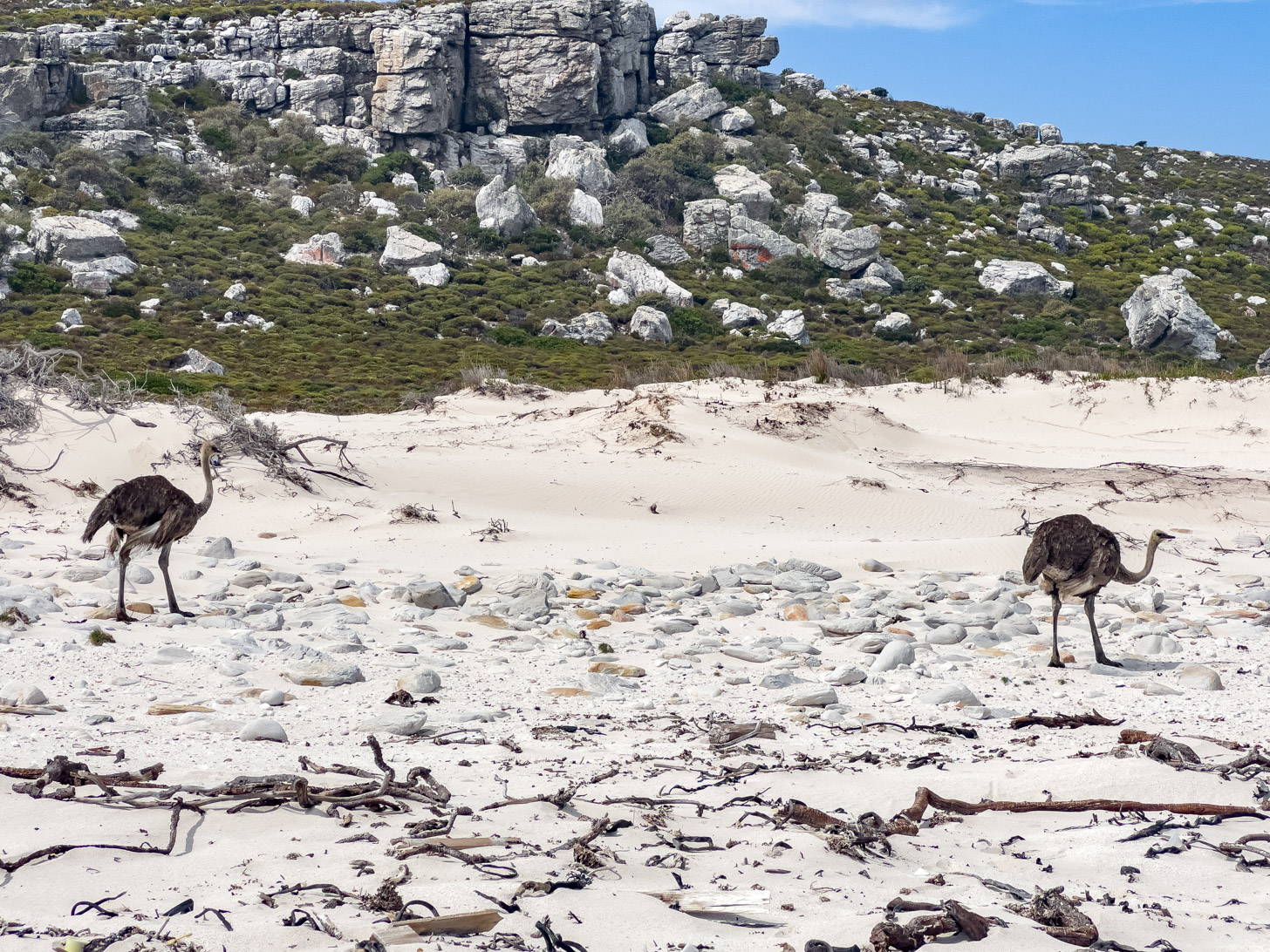 5 dingen die je moet weten over Olifantsbos